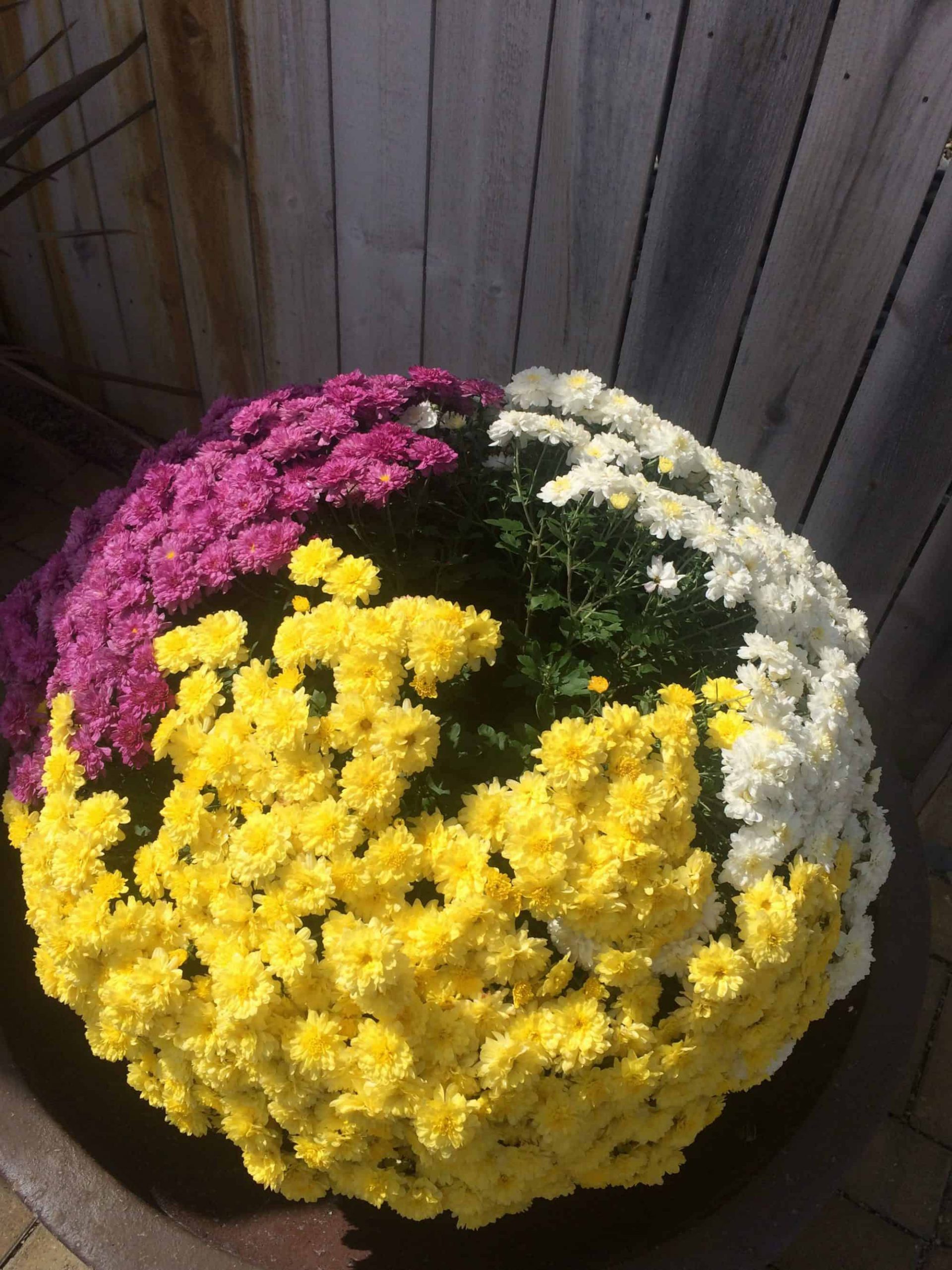 5 Things to know about Hardy Mums - Lotus Gardenscapes