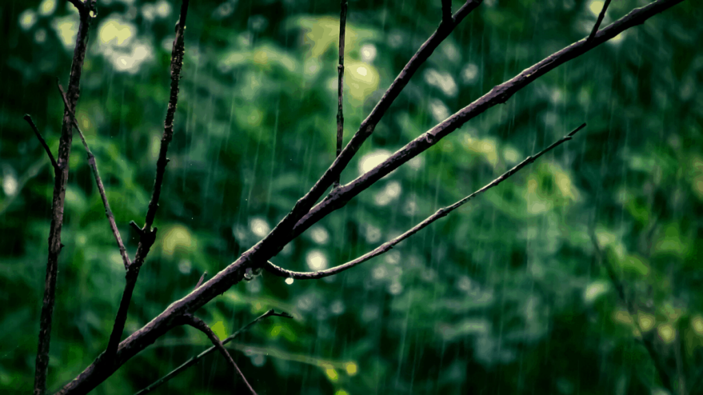 How is All This RAIN Affecting Your TREES? - Lotus Gardenscapes