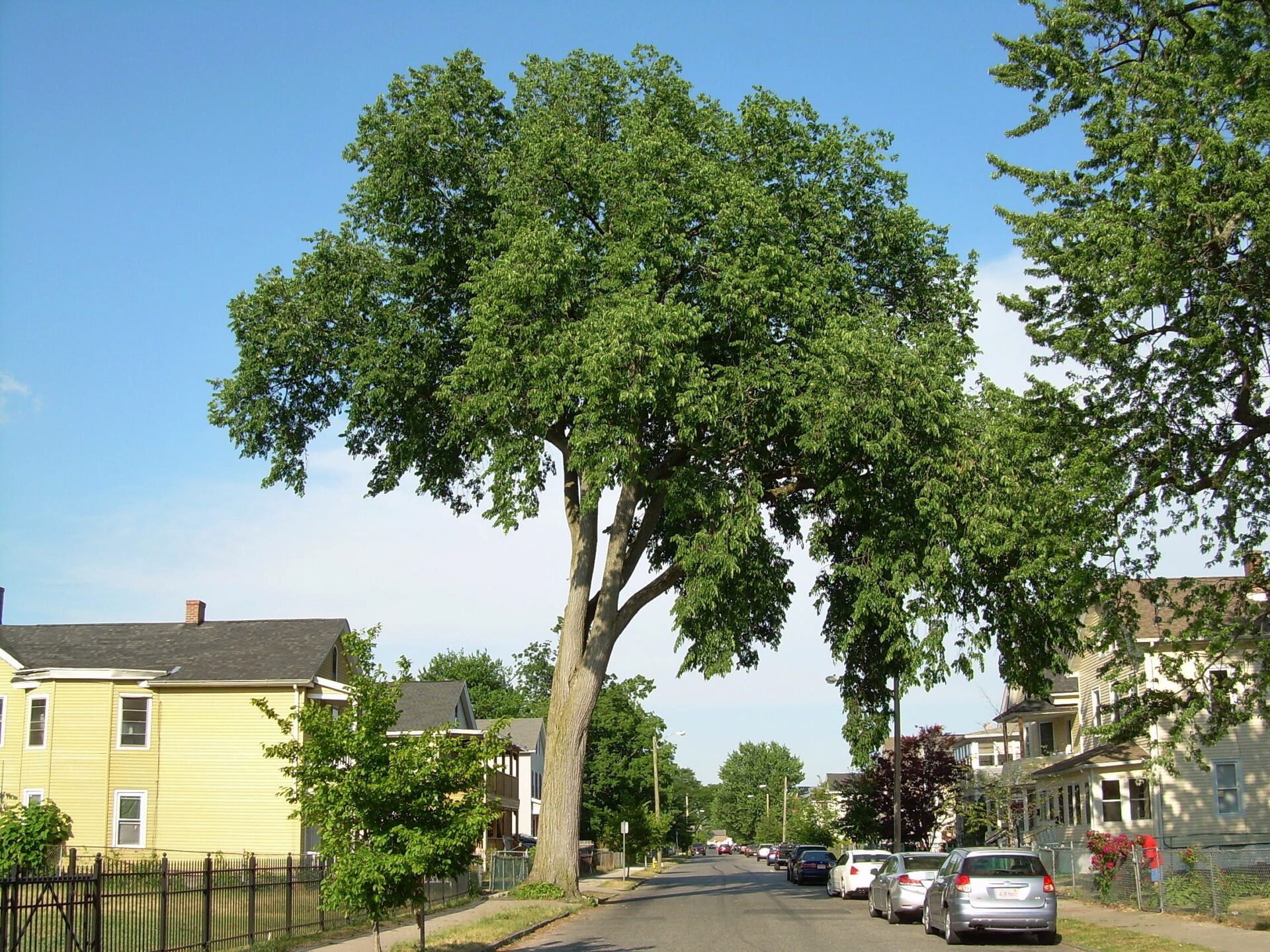 The Best Shade And Privacy Trees To Plant In Ann Arbor, MI - Lotus ...