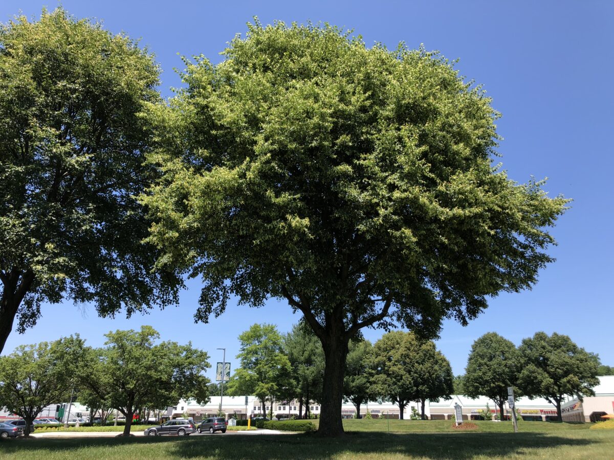 The Best Shade And Privacy Trees To Plant In Ann Arbor, MI - Lotus ...