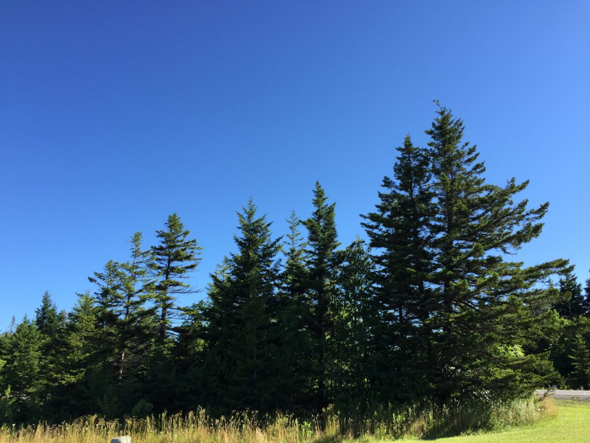 The Best Shade And Privacy Trees To Plant In Ann Arbor, MI - Lotus ...