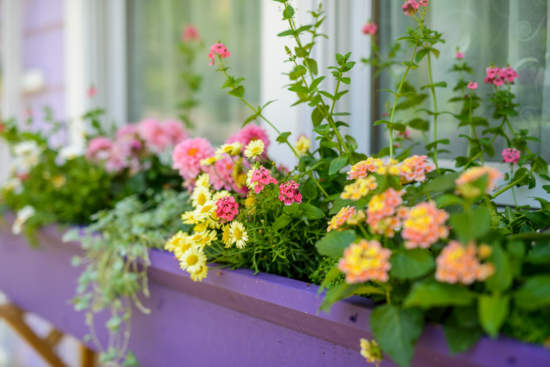 Fall Annual Flower Displays - Lotus Gardenscapes