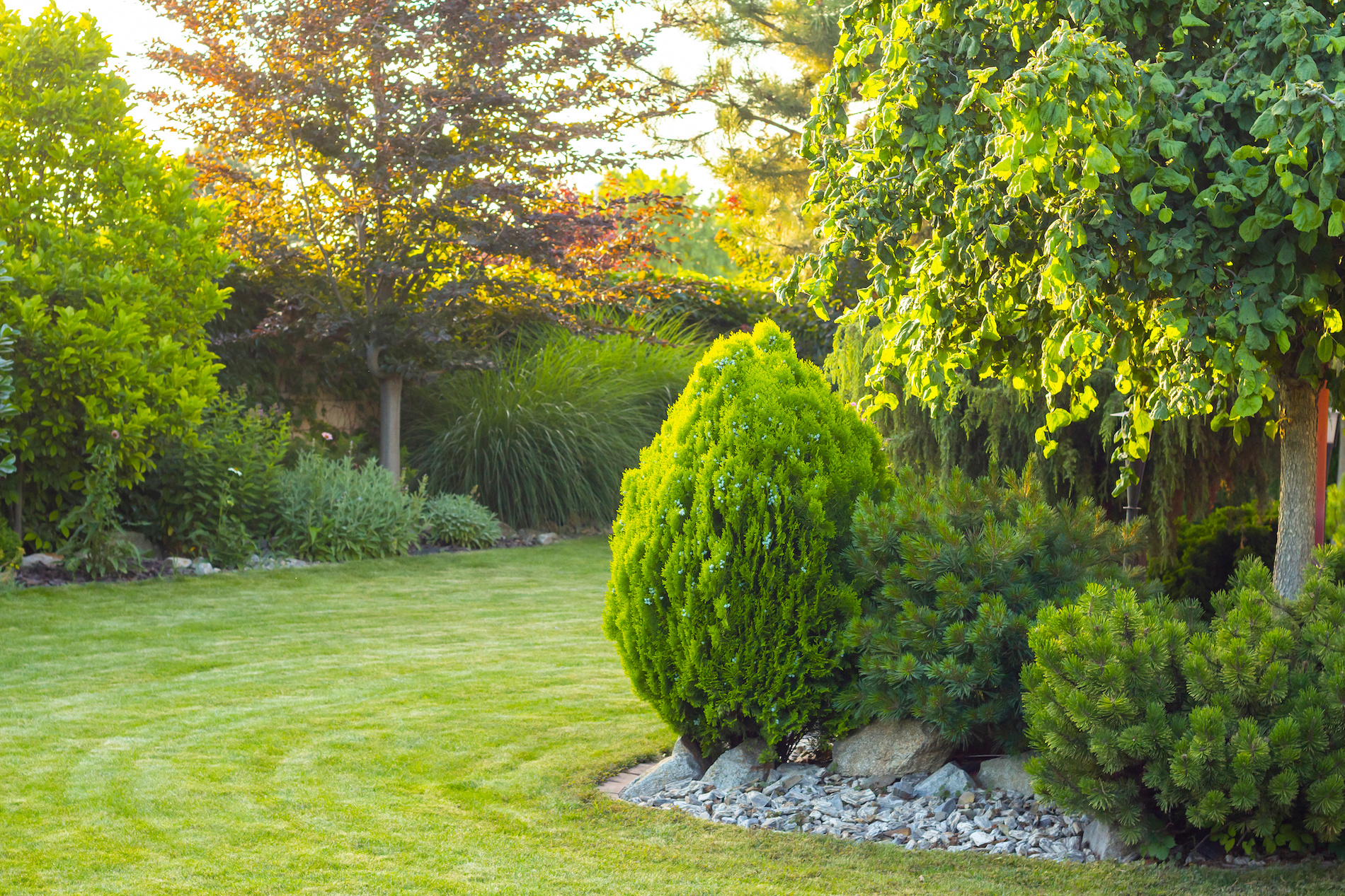 Your Tree Care Guide - Lotus Gardenscapes